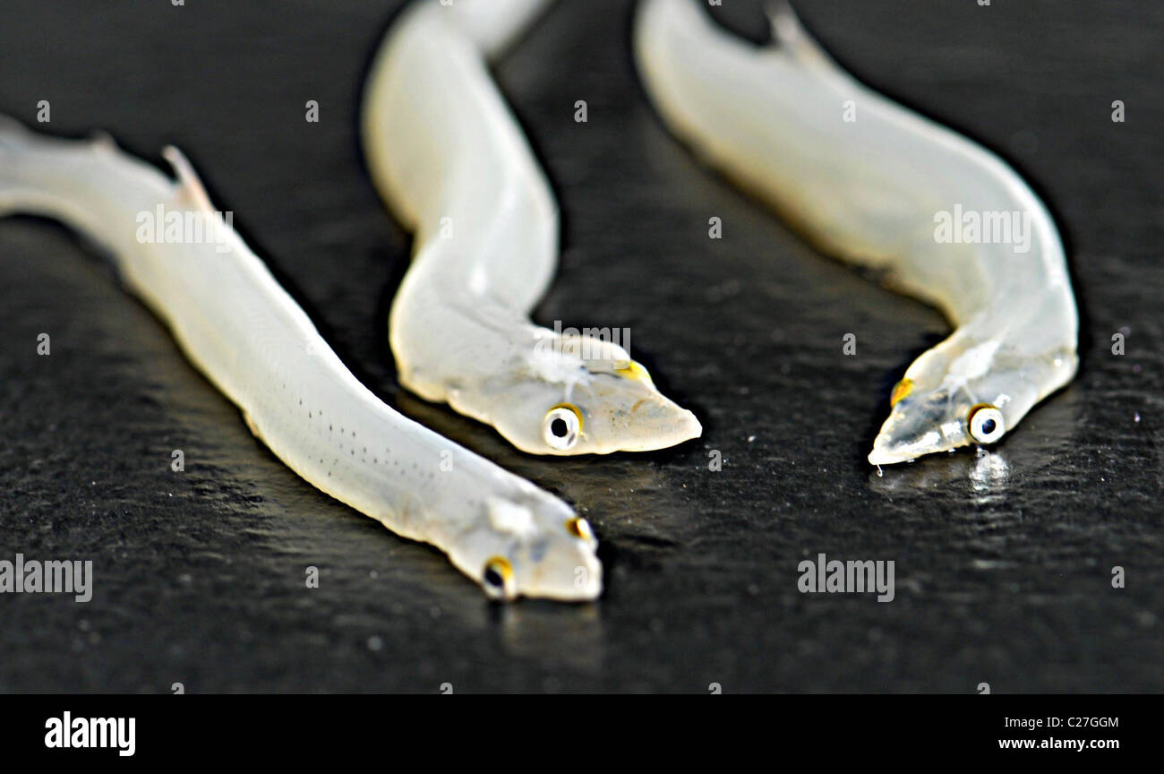 See-through fish Chinese fisherman Sha Zhijiang shows off a transparent ...