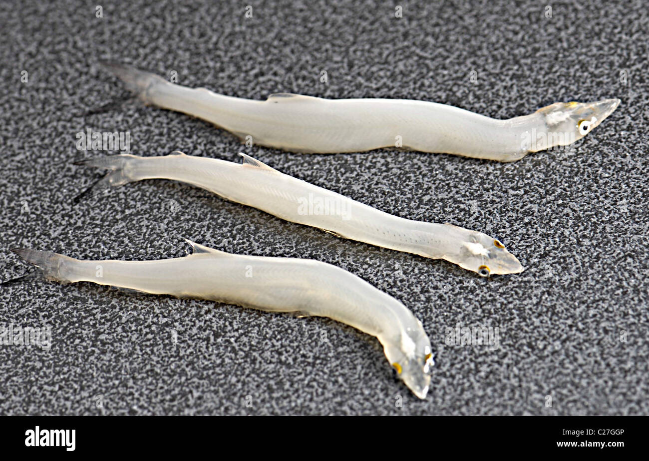 See-through fish Chinese fisherman Sha Zhijiang shows off a transparent ...