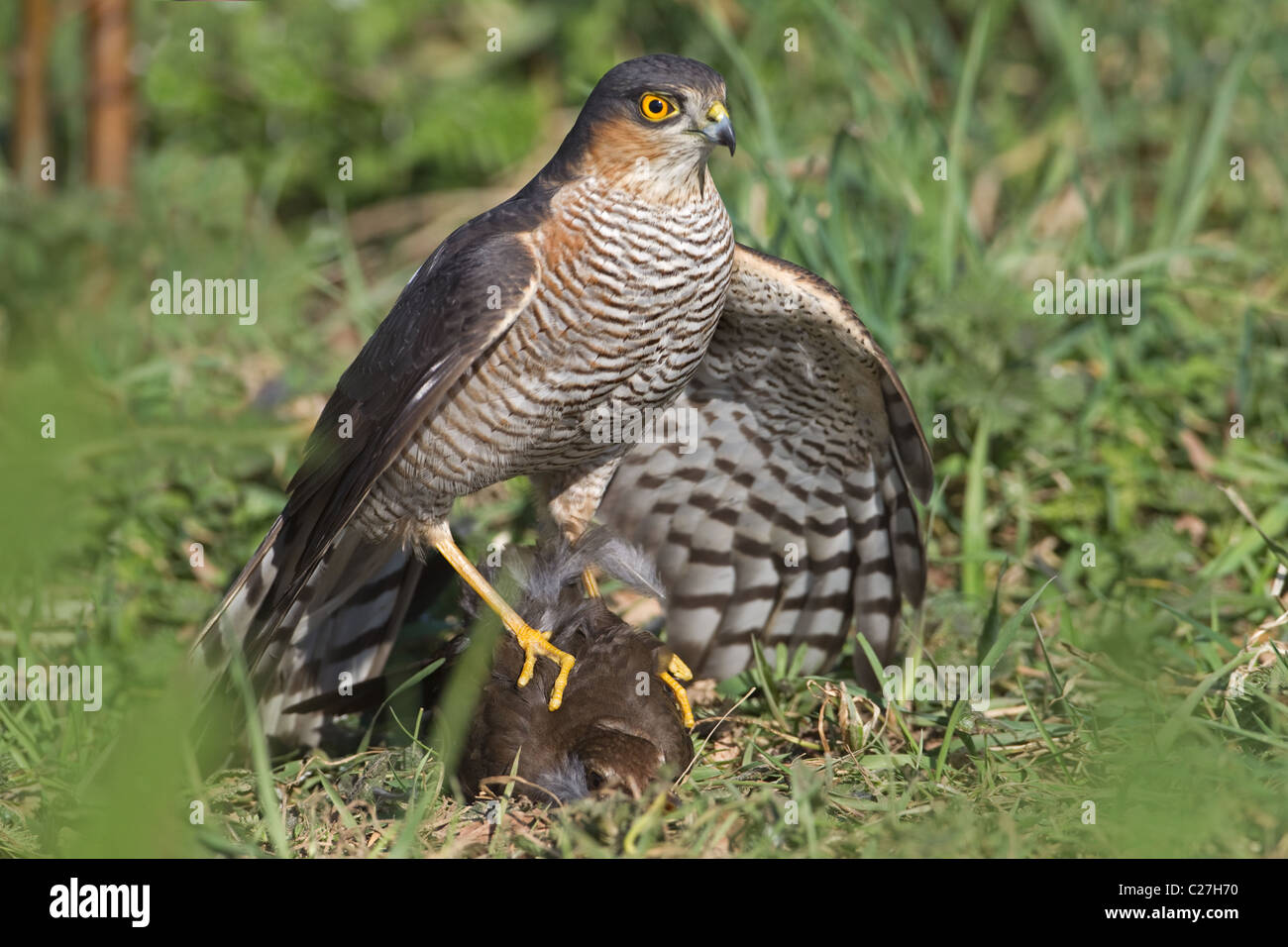 Sparrow hawk male female hi-res stock photography and images - Alamy