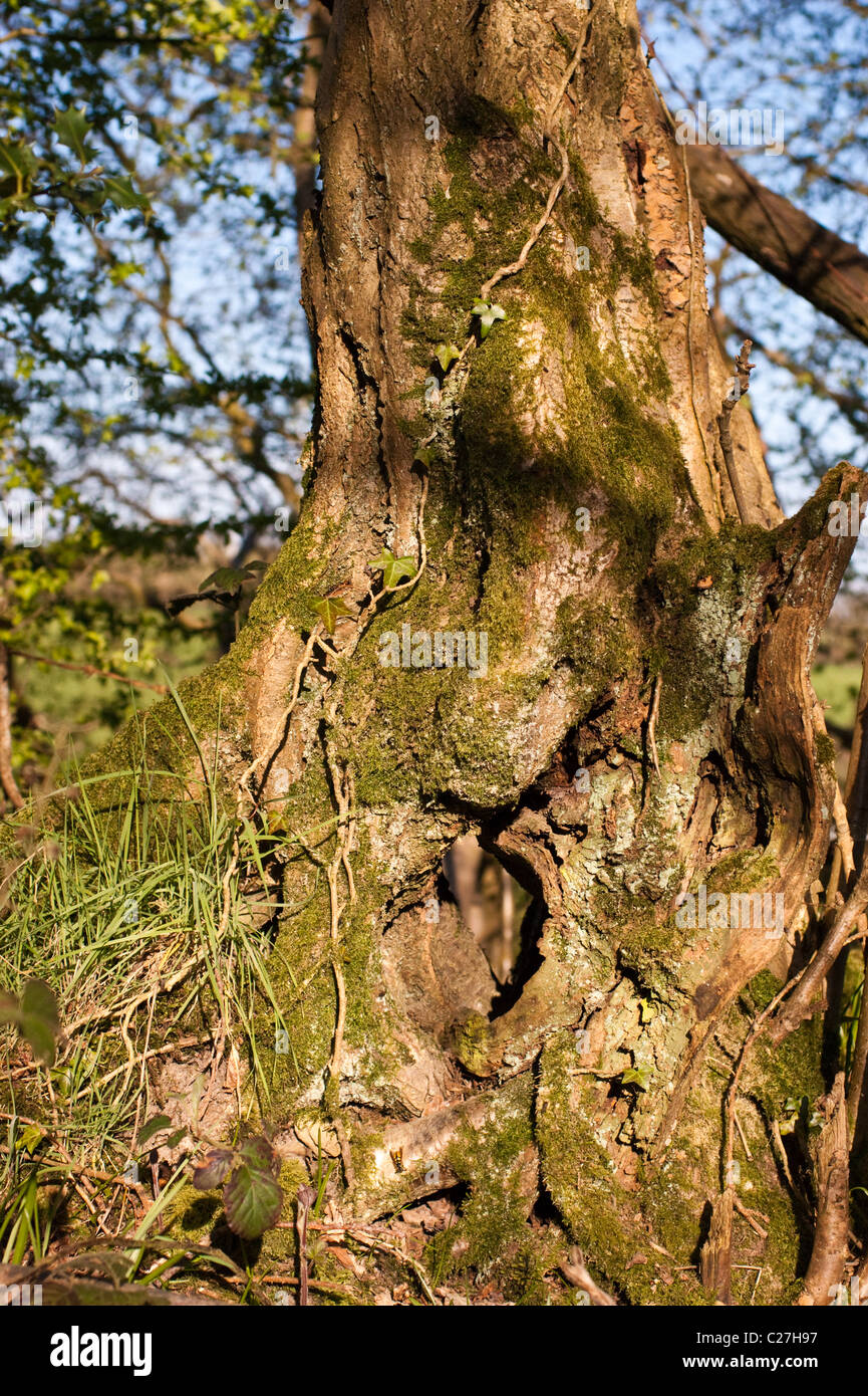 Tree roots hole hi-res stock photography and images - Alamy