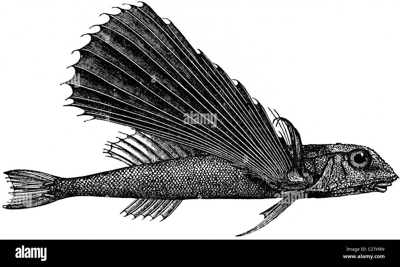 19th Century book illustration, taken from 9th edition (1875) of ...