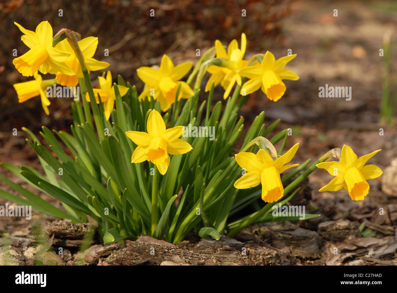 yellow daffodil blooms in spring Stock Photo - Alamy