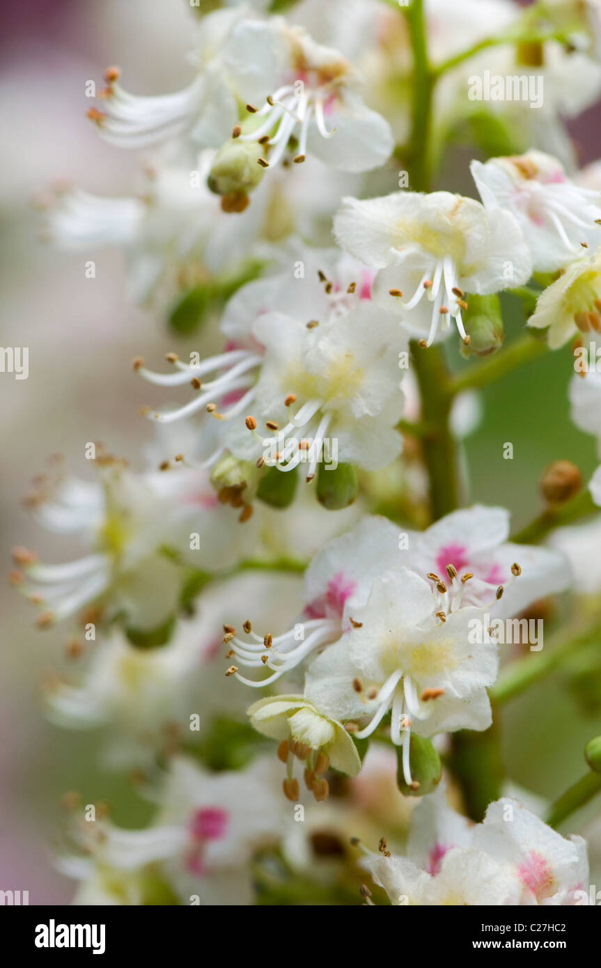 Horse chestnut blooms High Resolution Stock Photography and Images - Alamy