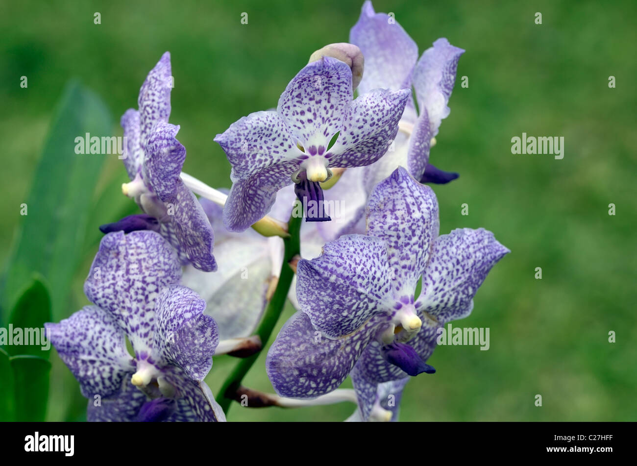 Flowers of vanda orchid Stock Photo - Alamy
