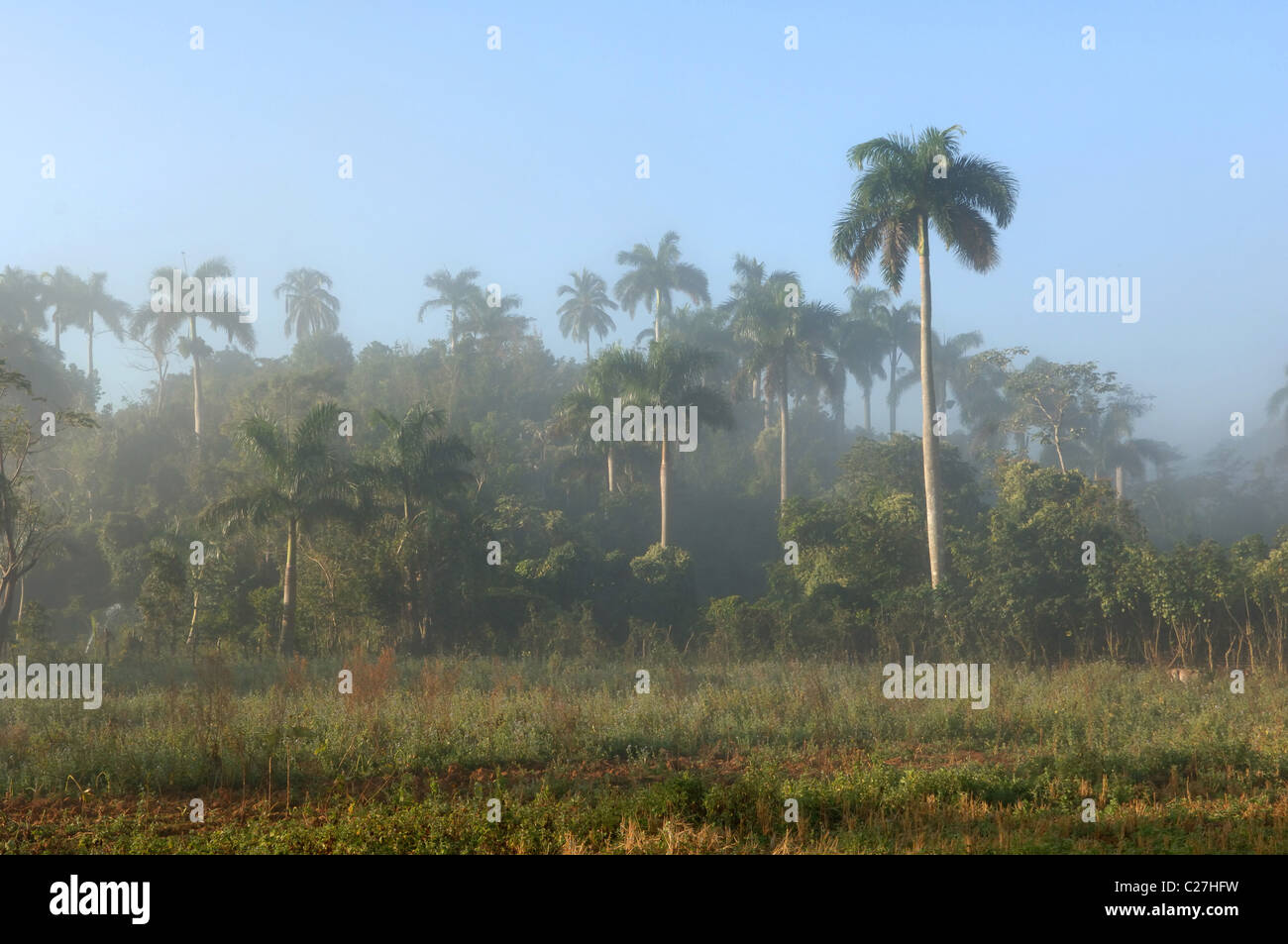Maracas Valley High Resolution Stock Photography and Images - Alamy