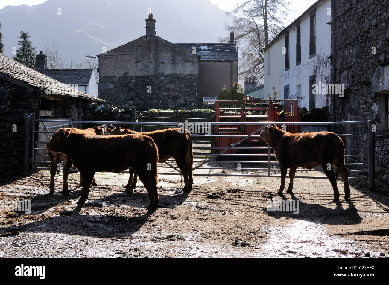 Cumbrian cattle hi-res stock photography and images - Alamy