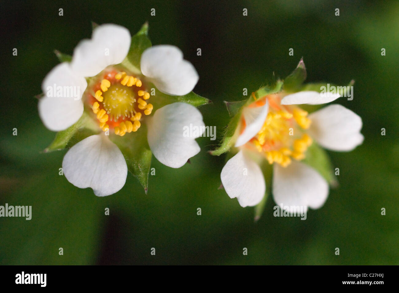 Barren Strawberry flowers Stock Photo - Alamy