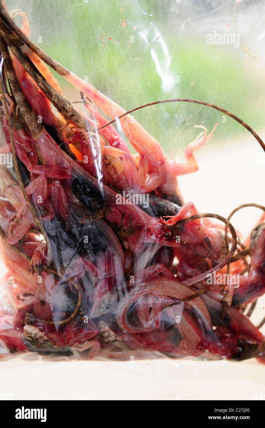 skinned geckos for deep fried thai northern style dish(isaan delicacy ...