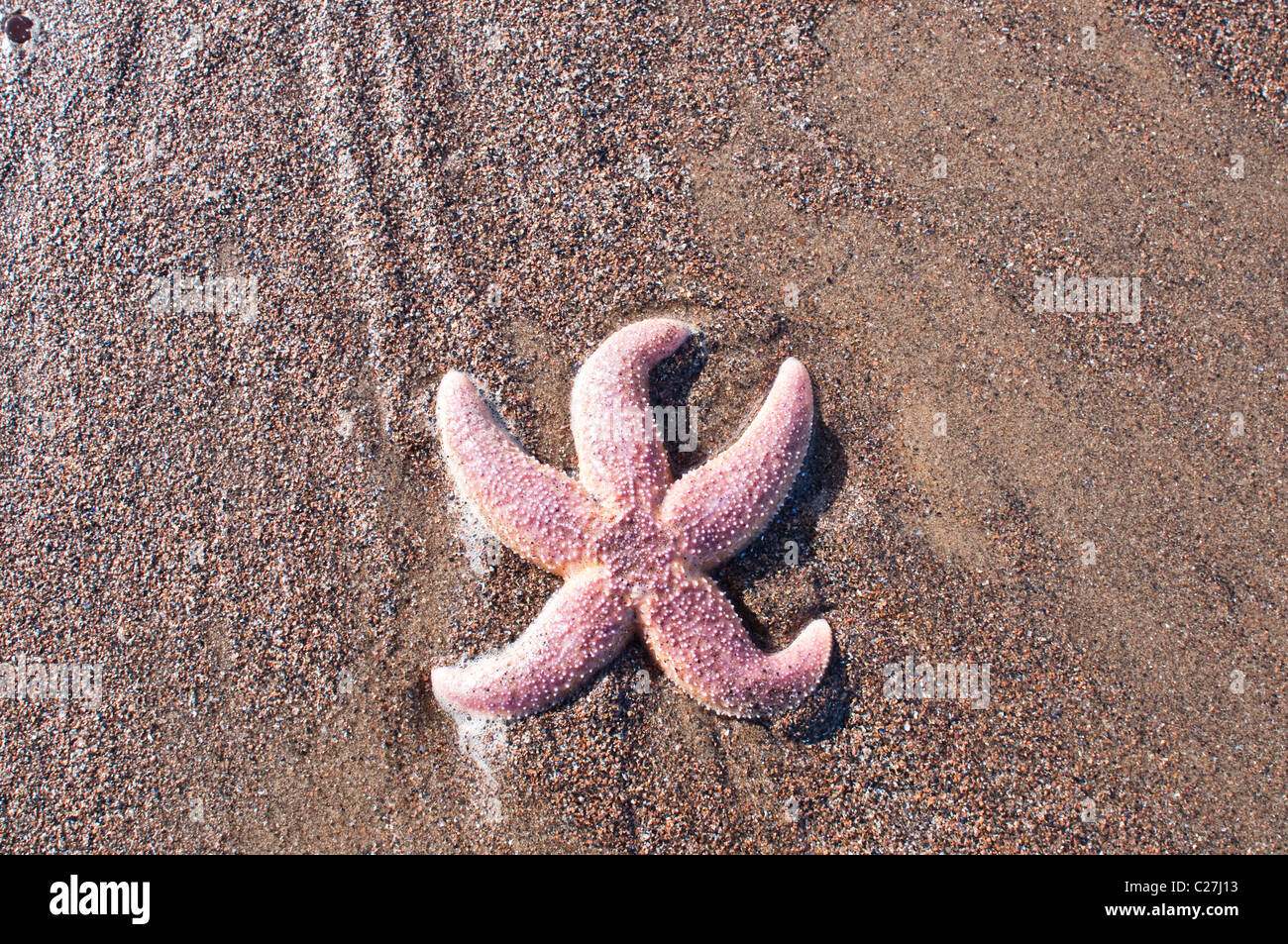 A starfish or sea star washed up on a beach in Whitby, UK Stock Photo ...