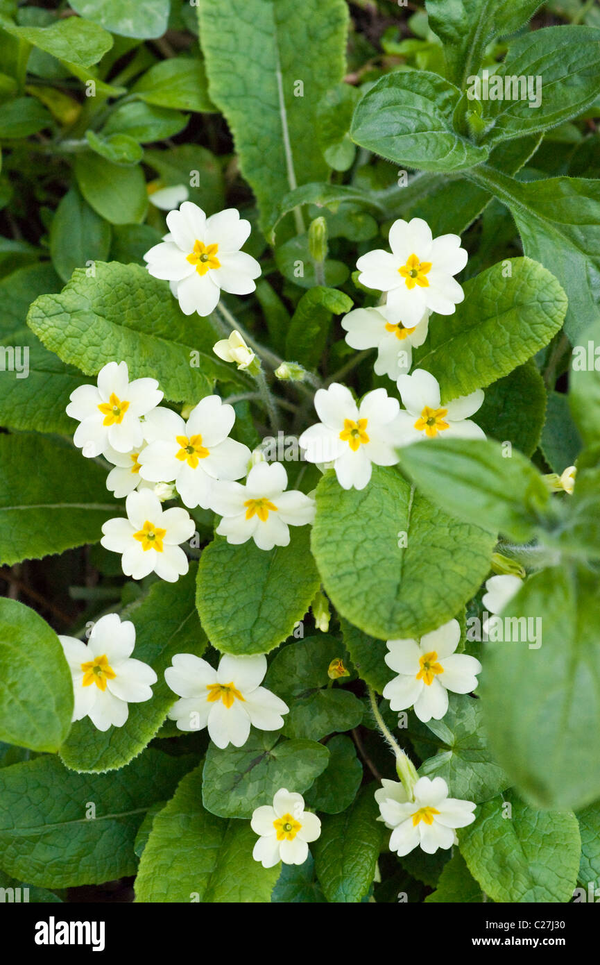 A spring Primrose Stock Photo - Alamy