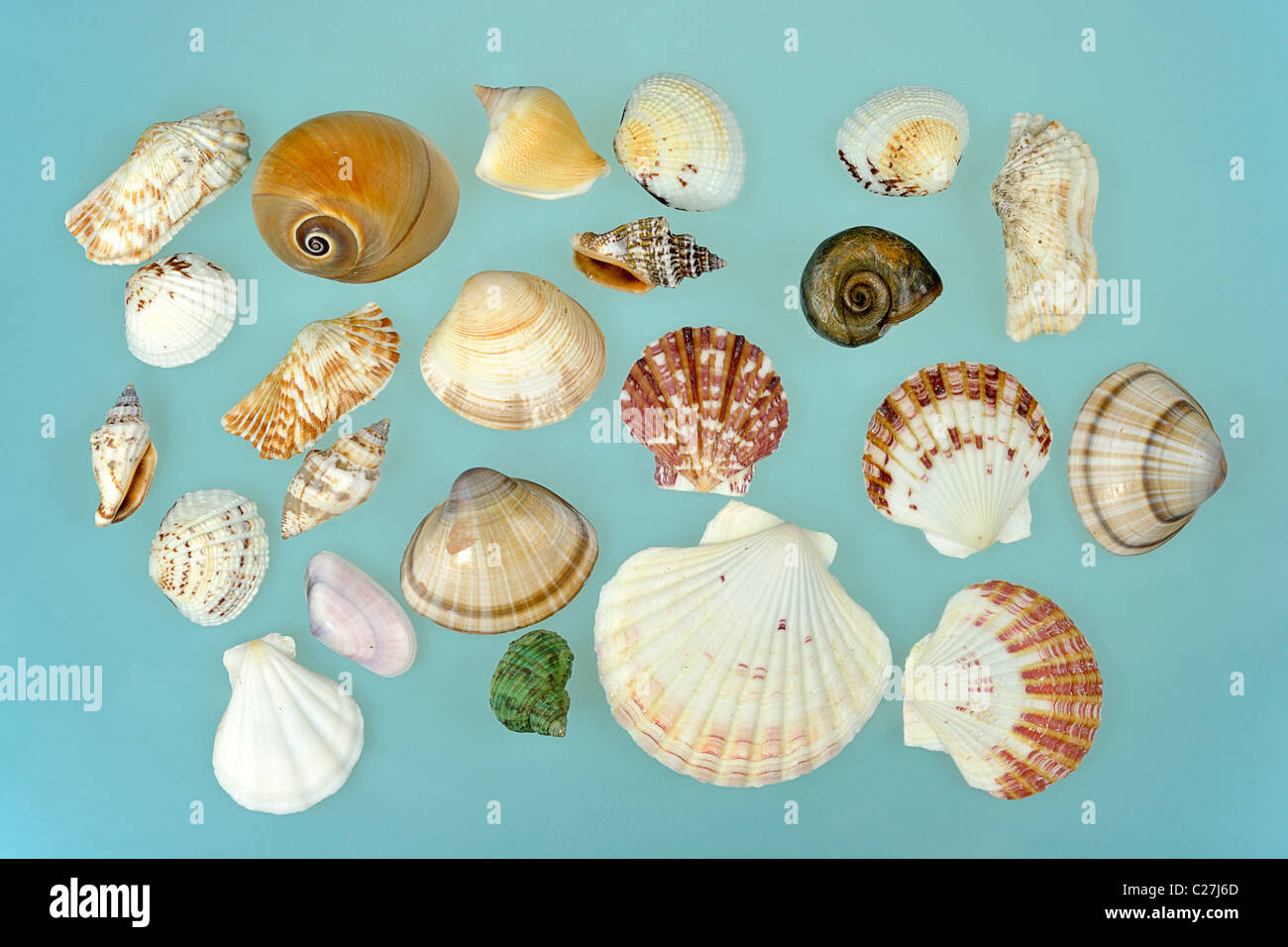 Various nautilus shells hi-res stock photography and images - Alamy