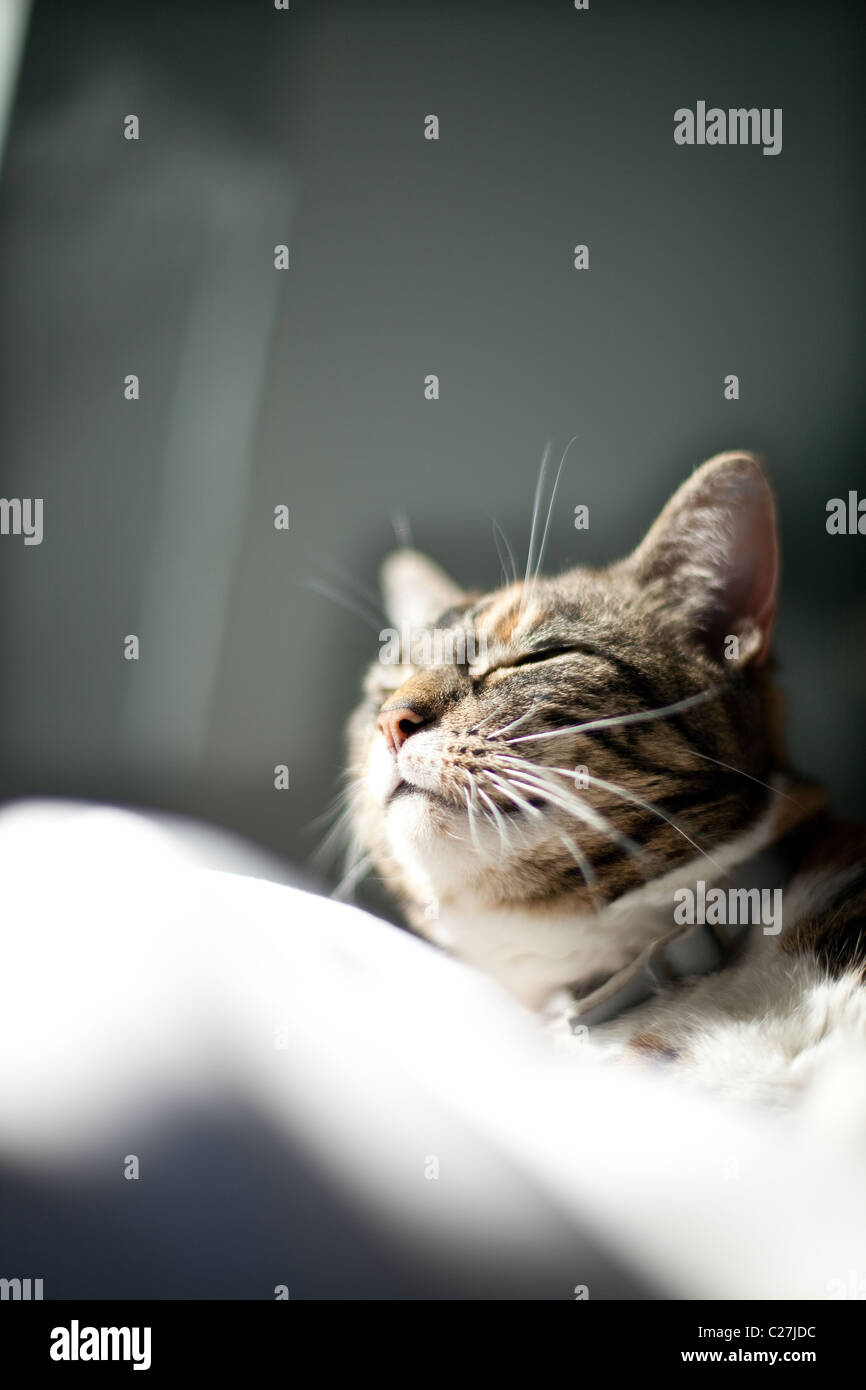 Tabby cat enjoying sun hi-res stock photography and images - Alamy