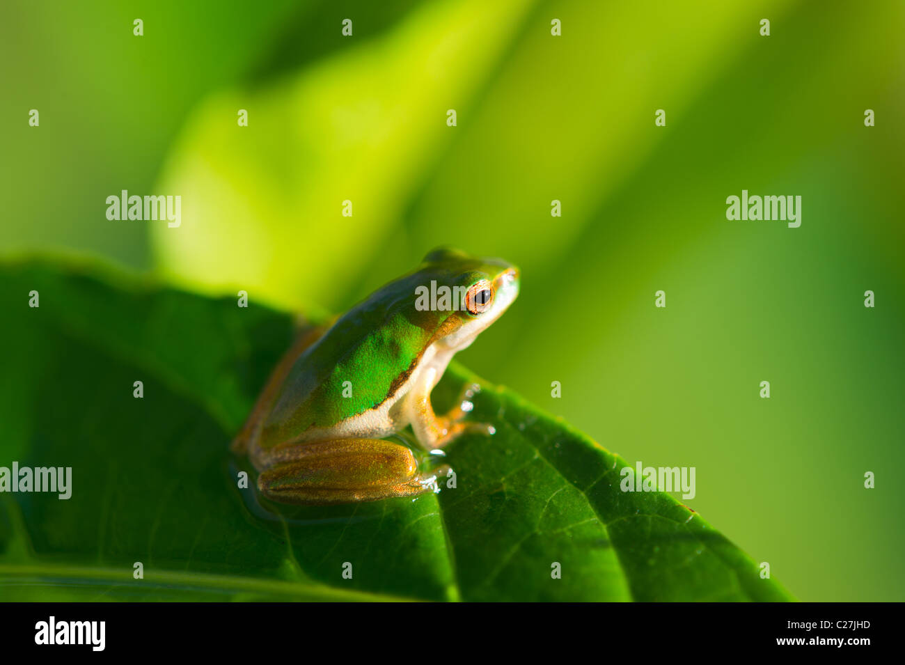 Tree and leaf frogs hi-res stock photography and images - Alamy