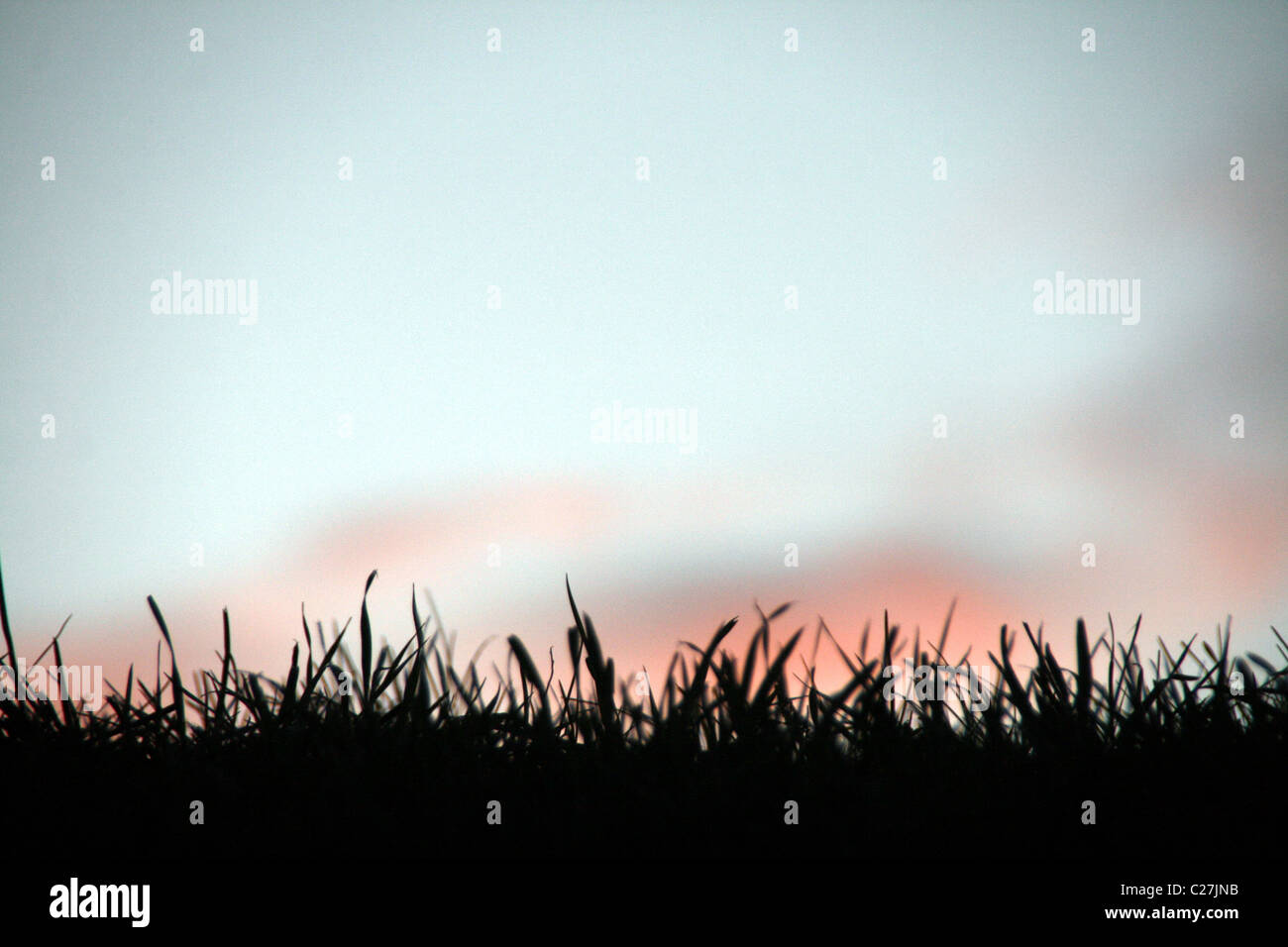 silhouette of grass lawn at sunset Stock Photo - Alamy