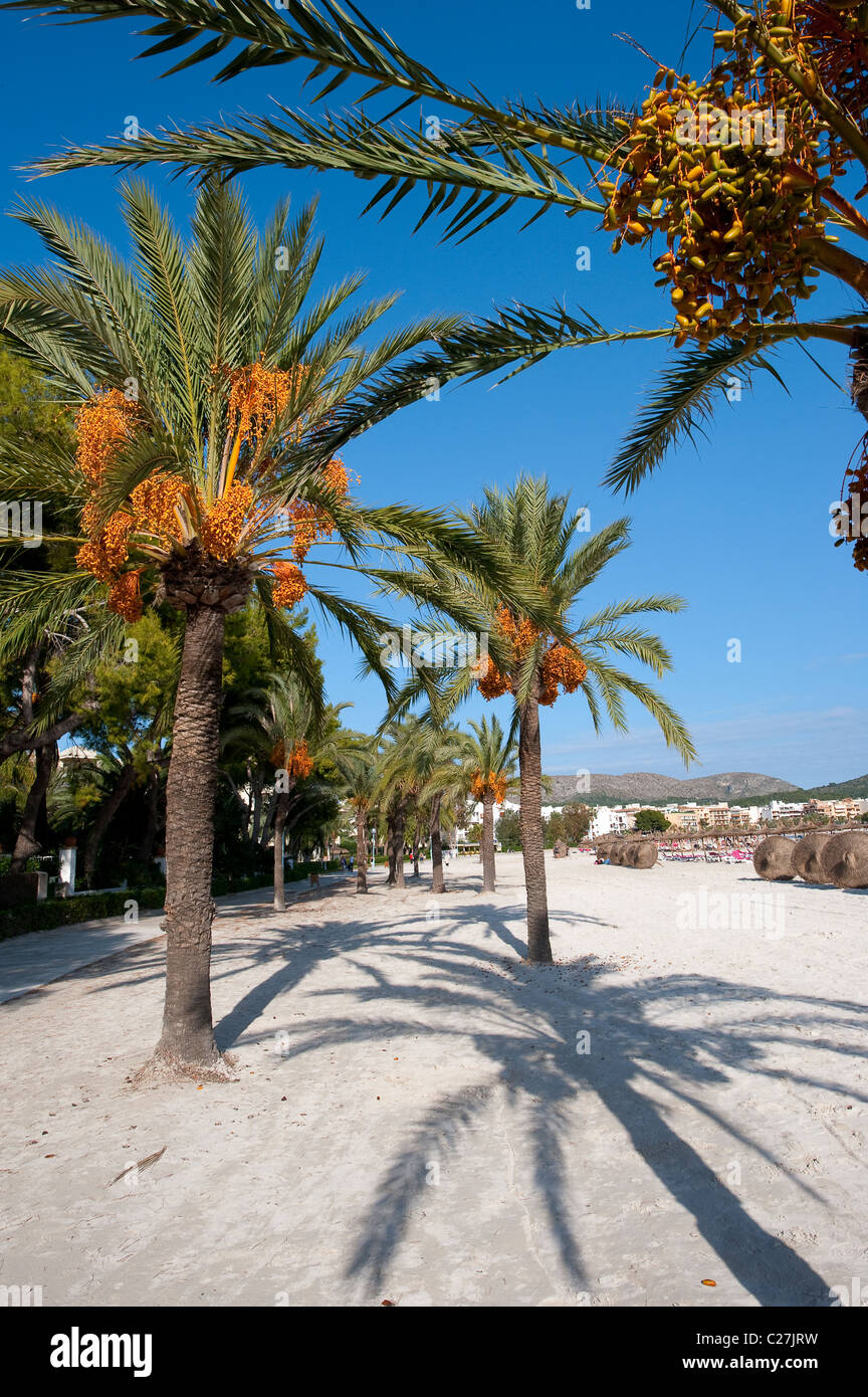 Palm trees on the beach at Puerto de Alcudia, Mallorca, Spain Stock ...