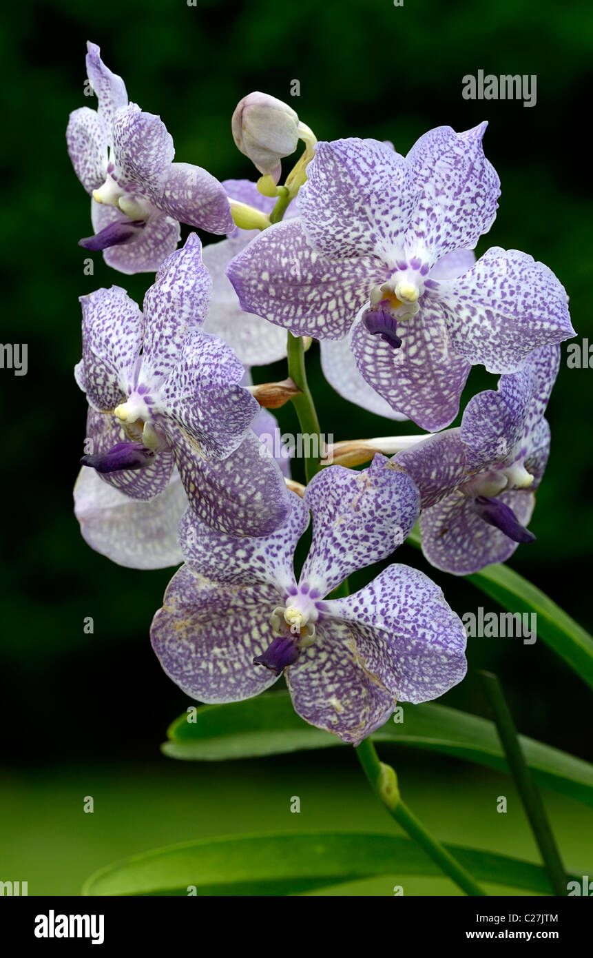 Flowers of vanda orchid Stock Photo - Alamy