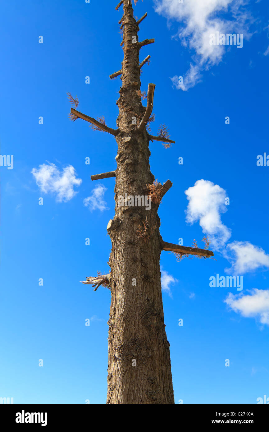 Burnt tree branches hi-res stock photography and images - Alamy