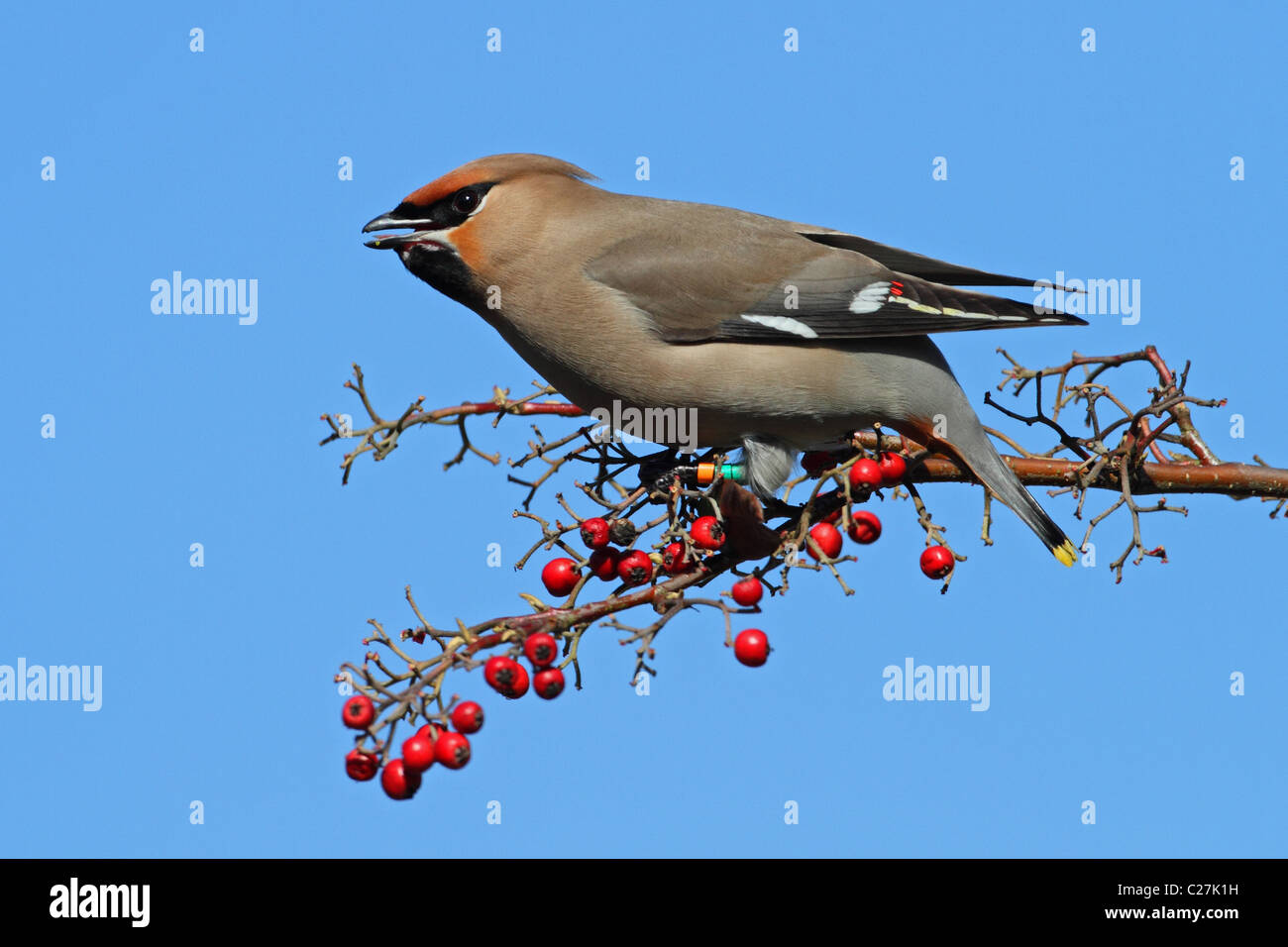 Bird eating berries hi-res stock photography and images - Alamy