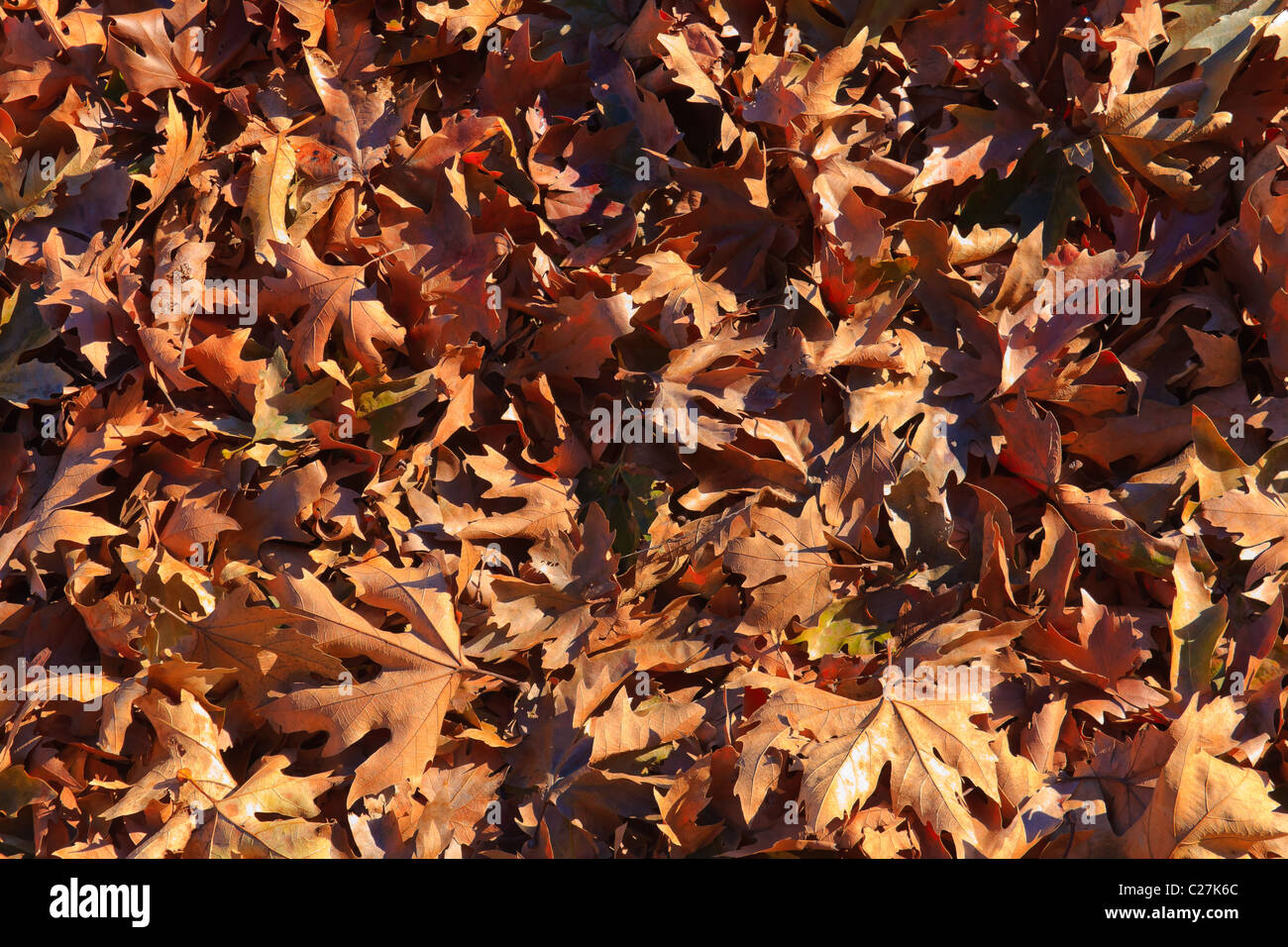 Autumn leaves on the ground Stock Photo - Alamy