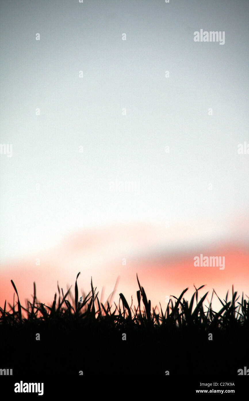 silhouette of grass lawn at sunset Stock Photo - Alamy