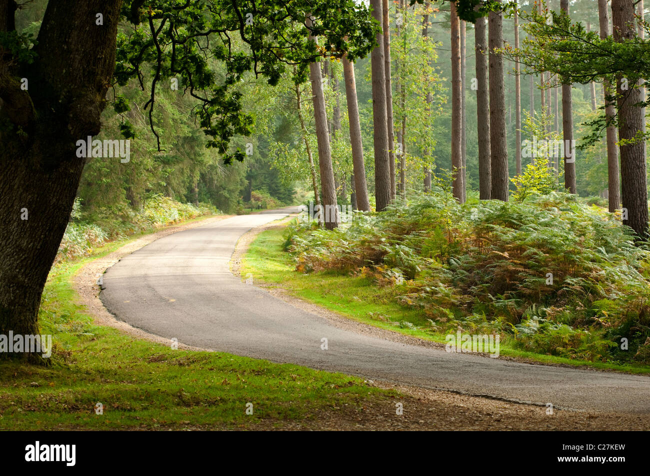 English country lane new forest hi-res stock photography and images - Alamy