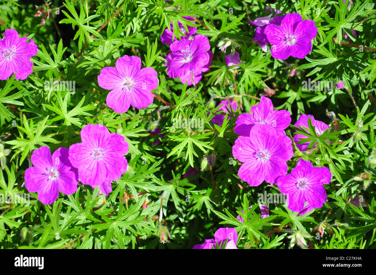 Crane's bill (Geranium Stock Photo - Alamy