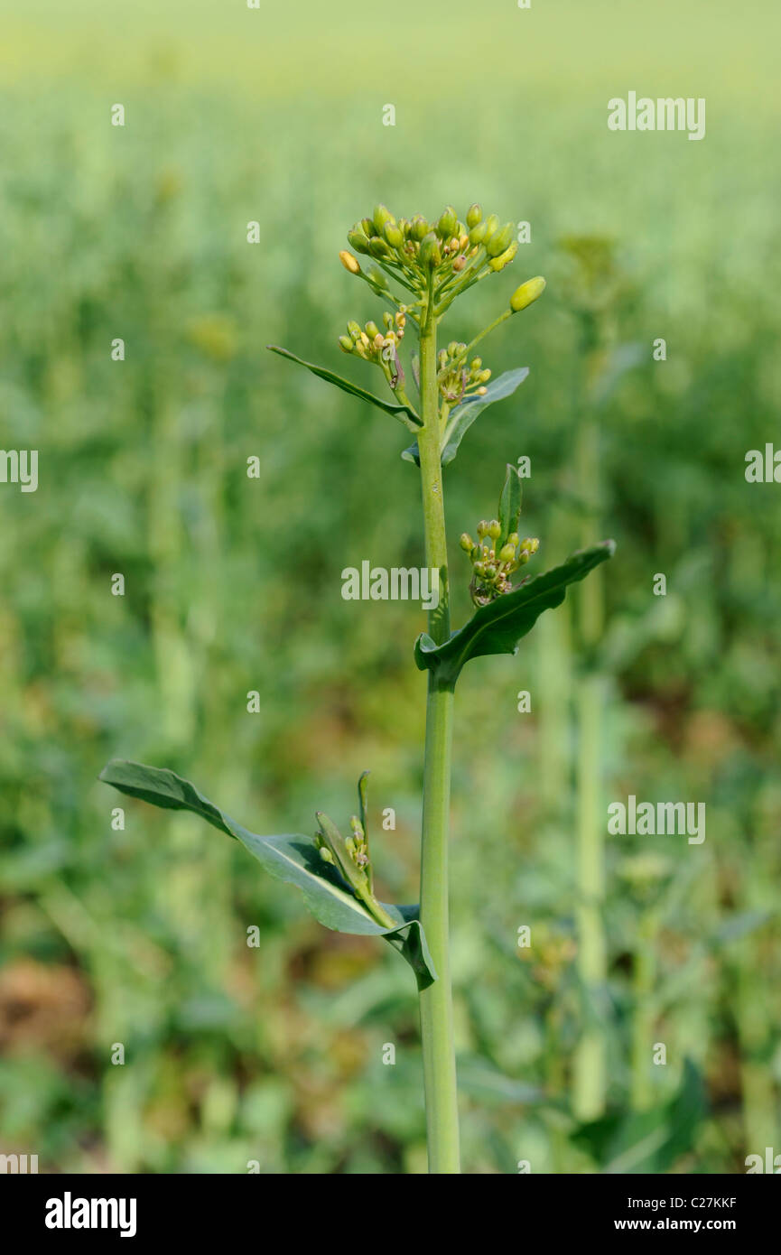Young oilseed rape crop growing in April. Sussex, England Stock Photo ...