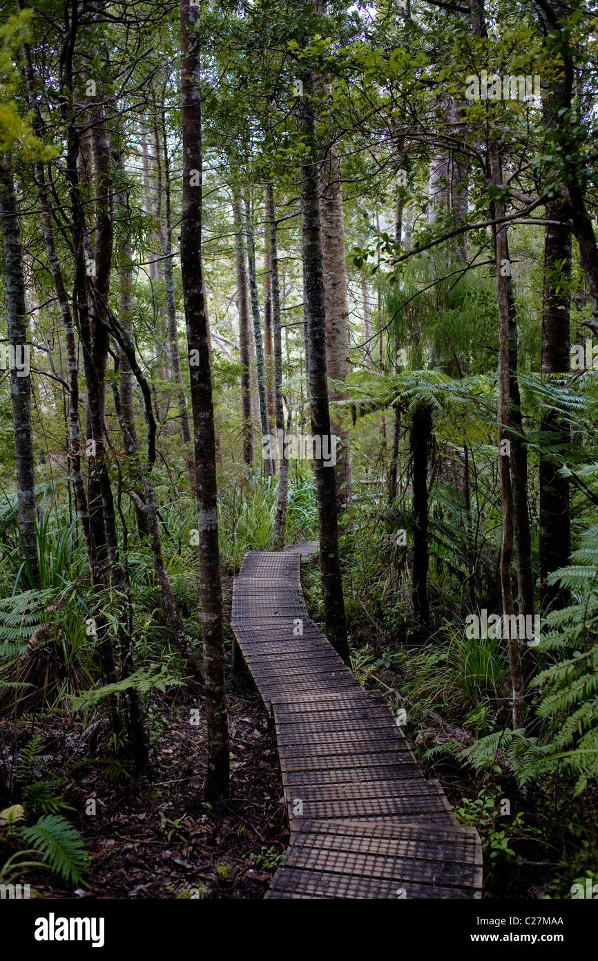 A board-walk helping walkers through the Waitakere Ranges Regional Park ...