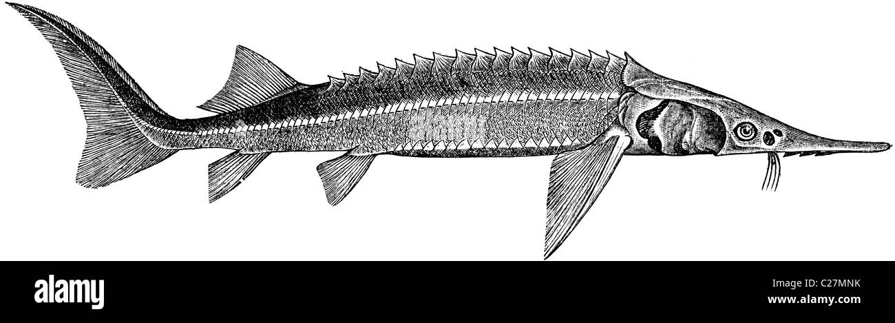 Sturgeon drawing hi-res stock photography and images - Alamy