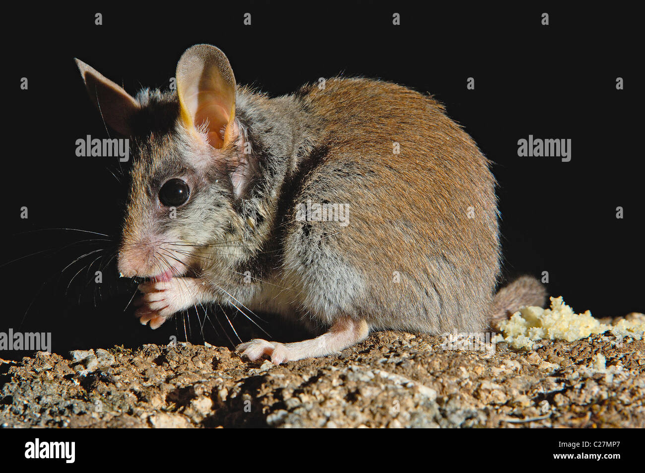 Rodent spain spanish wildlife hi-res stock photography and images - Alamy