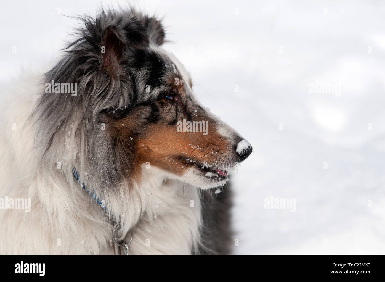 Sheepdog winter hi-res stock photography and images - Alamy