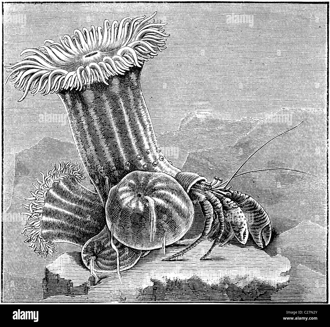 Cnidaria sea anemones hi-res stock photography and images - Alamy