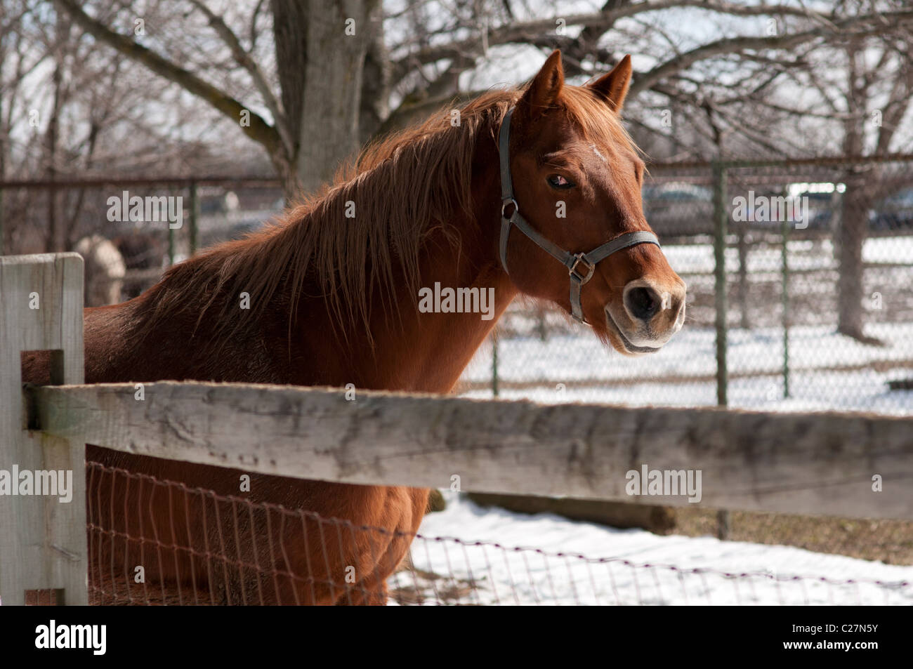Angry brown horse Stock Photo - Alamy