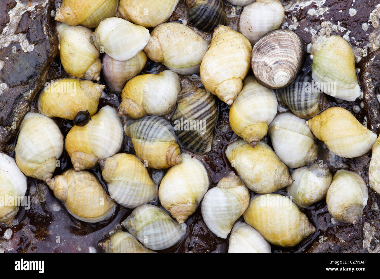 Periwinkle Beach High Resolution Stock Photography and Images - Alamy