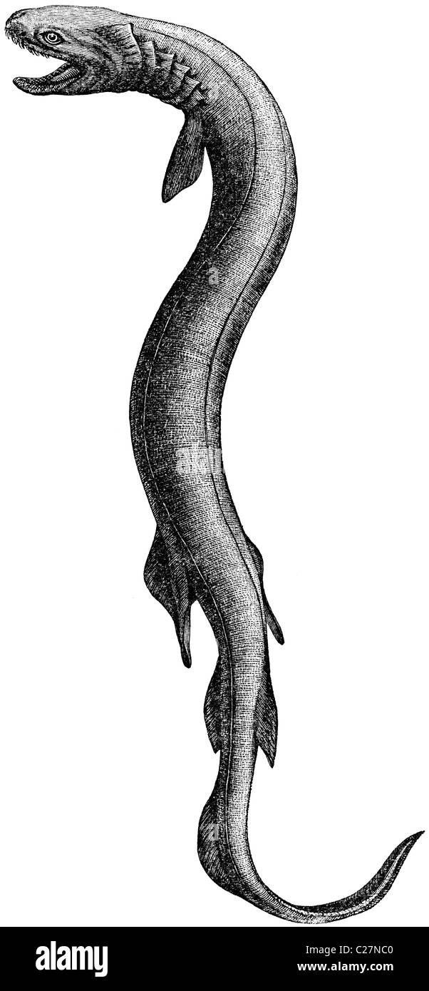 19th Century book illustration, taken from 9th edition (1875) of ...