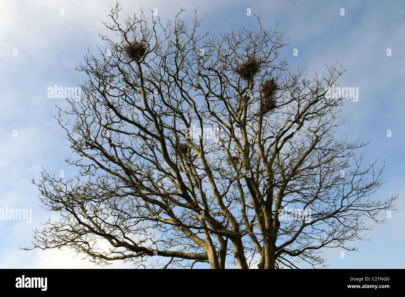 Rook nest hi-res stock photography and images - Alamy