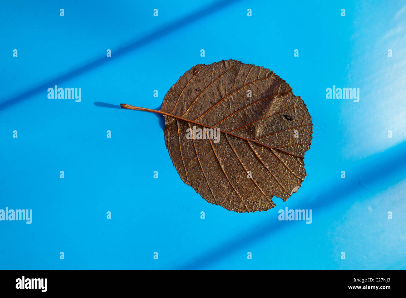 Isolated decaying fallen alder ( alnus ) leaf on blue background at ...