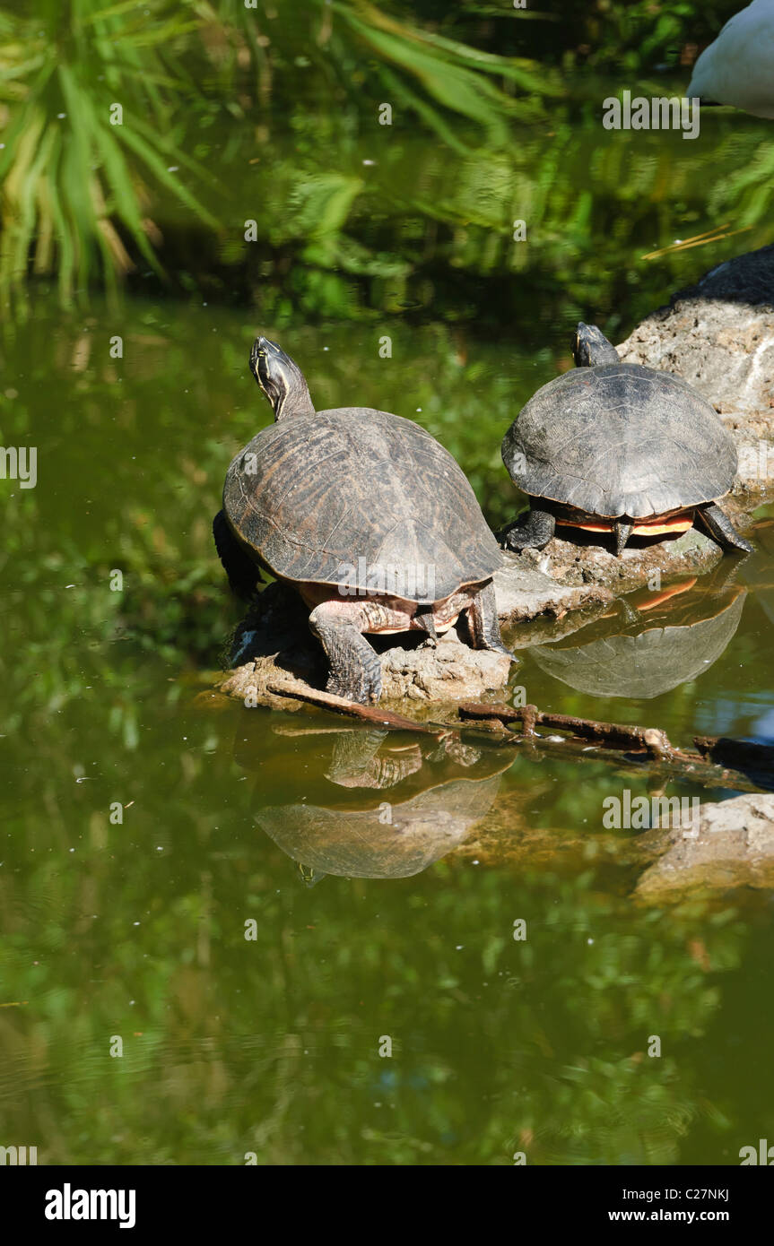 Red bellied turtle hi-res stock photography and images - Alamy
