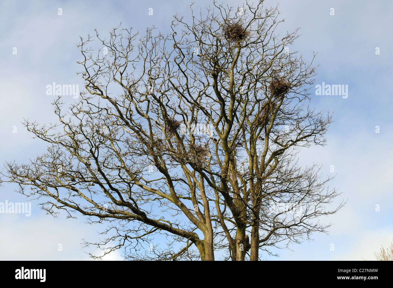 Rook nest hi-res stock photography and images - Alamy