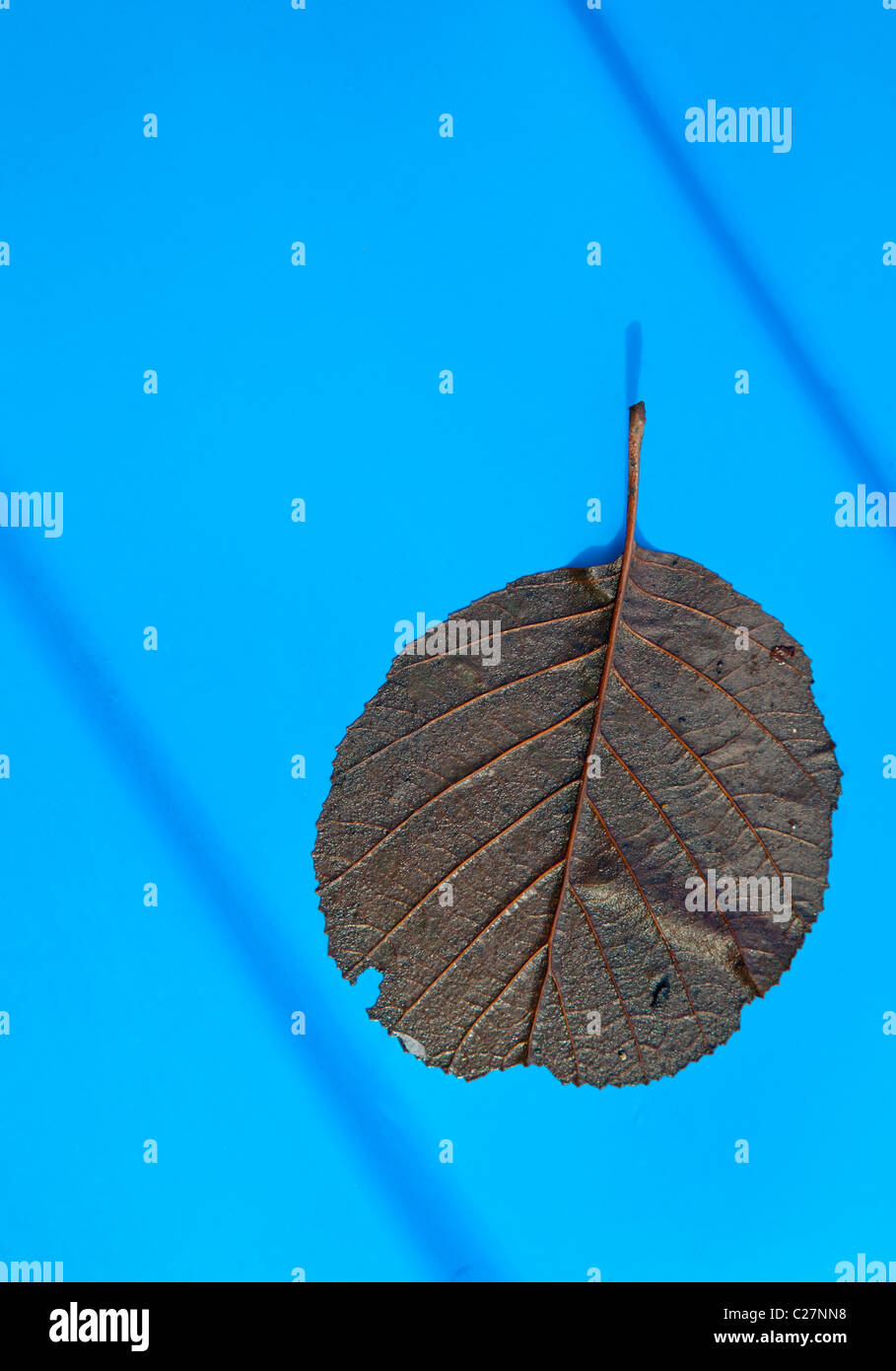 Isolated fallen alder ( alnus ) leaf on blue background at Autumn Stock ...