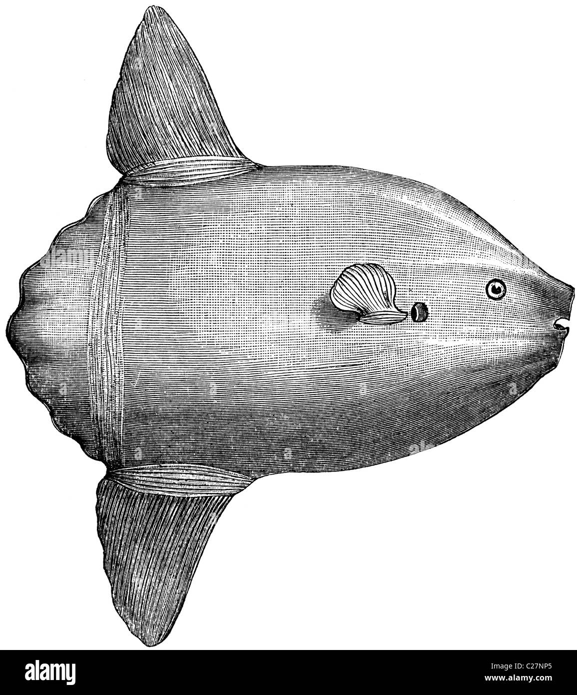 Sharptail mola hi-res stock photography and images - Alamy