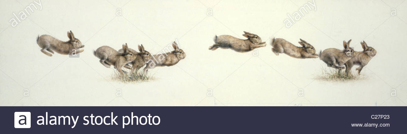 Leaping Rabbit Stock Photos & Leaping Rabbit Stock Images - Alamy