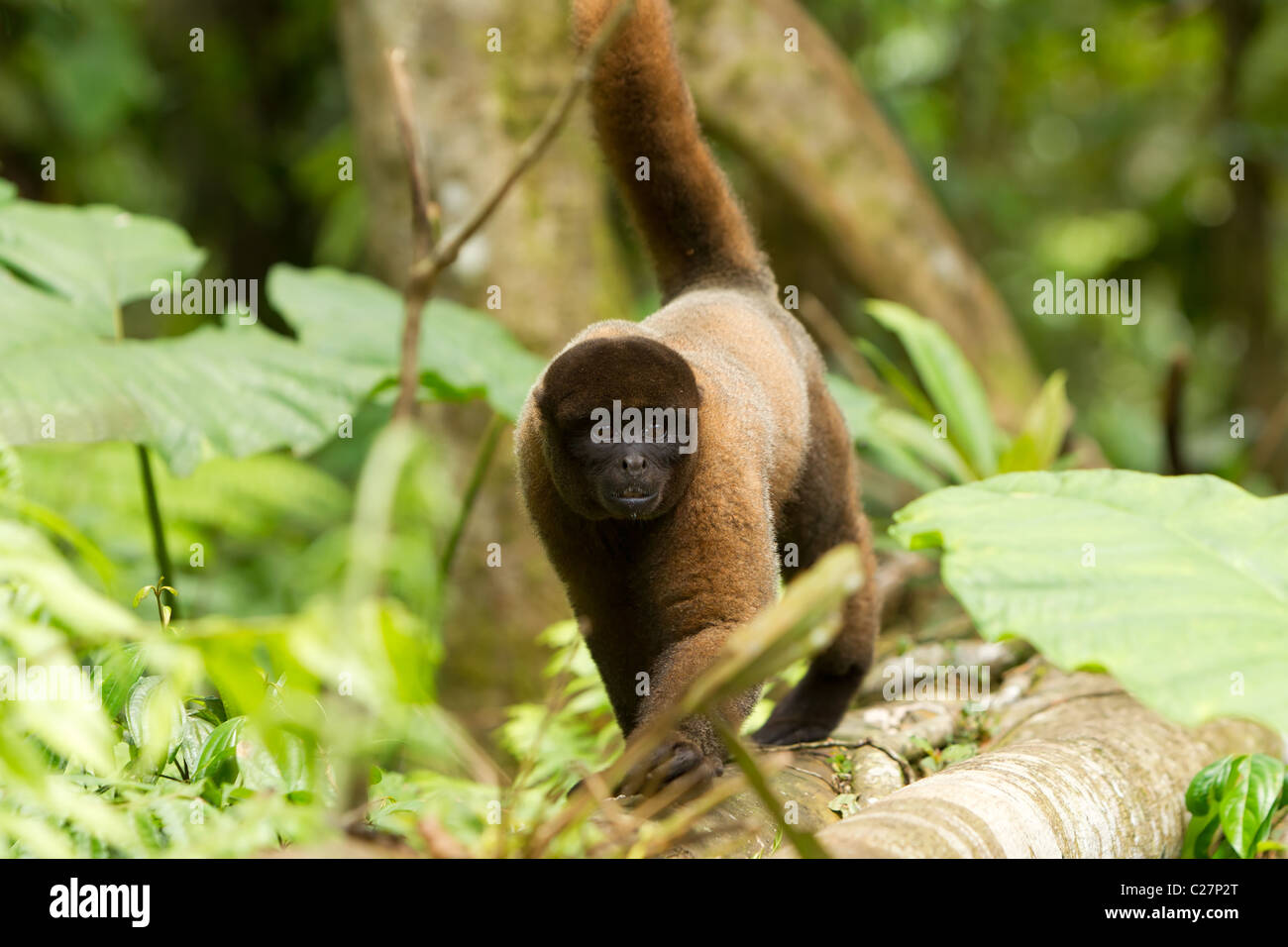 Adult Male Chorongo In The Ecuadorian Se Jungle Walking In His Nature ...