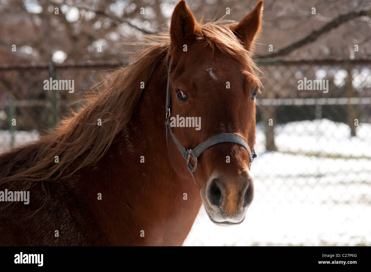 Angry brown horse Stock Photo - Alamy