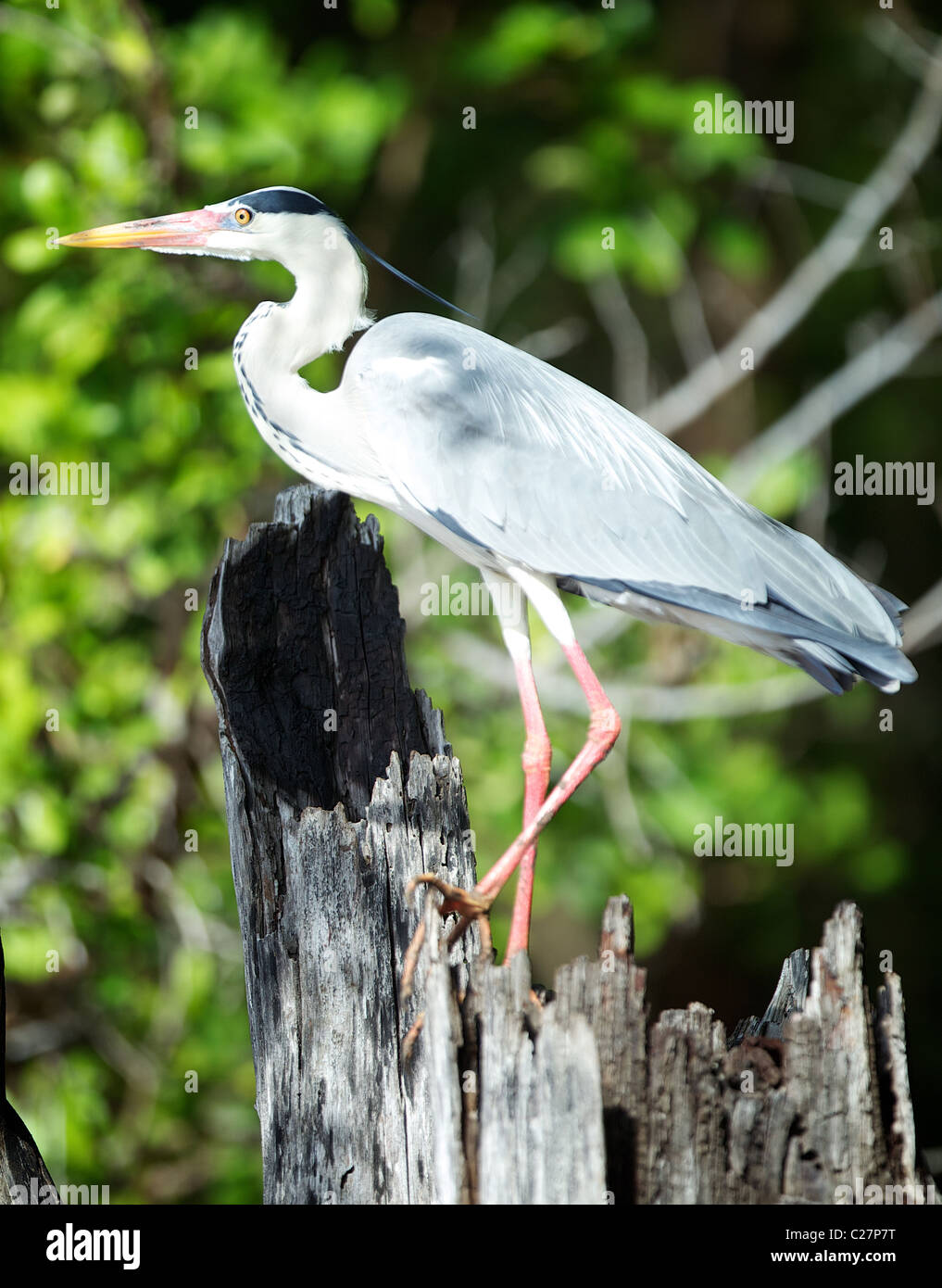Heron Grey Heron High Resolution Stock Photography and Images - Alamy