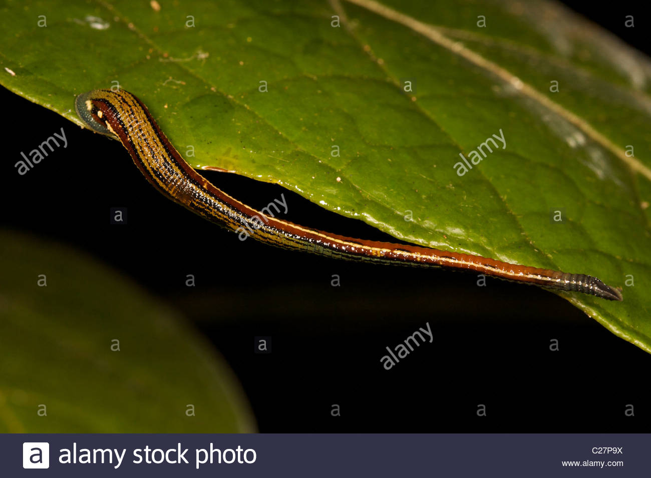 Close Up Of A Leech Stock Photos & Close Up Of A Leech Stock Images - Alamy