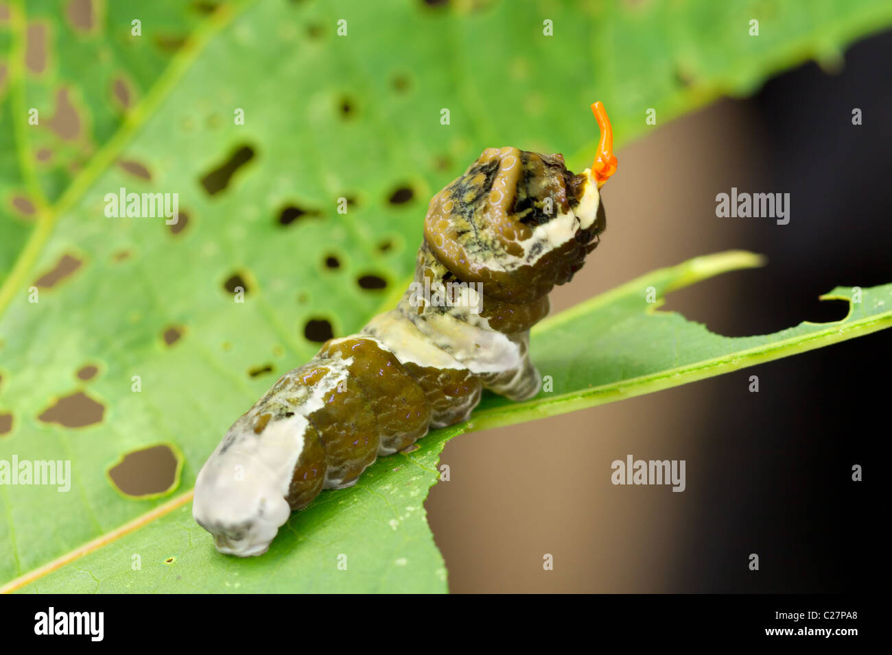 Larva Of Owl Butterfly Sitting On A Leaf With His Orange Eye Stretched ...