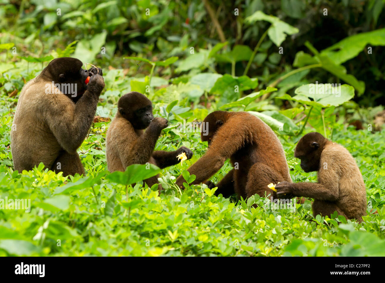Woolly monkey mother hi-res stock photography and images - Alamy