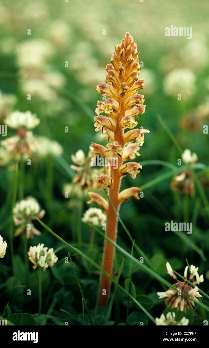 Common broomrape (Orobanche minor) flowering parasitic plant Stock ...