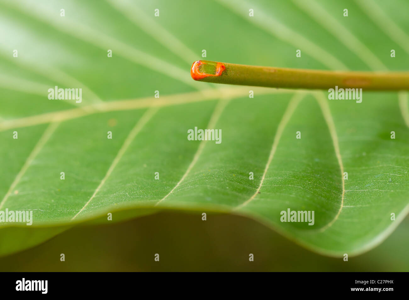 green leaf in amazonian forest Stock Photo - Alamy